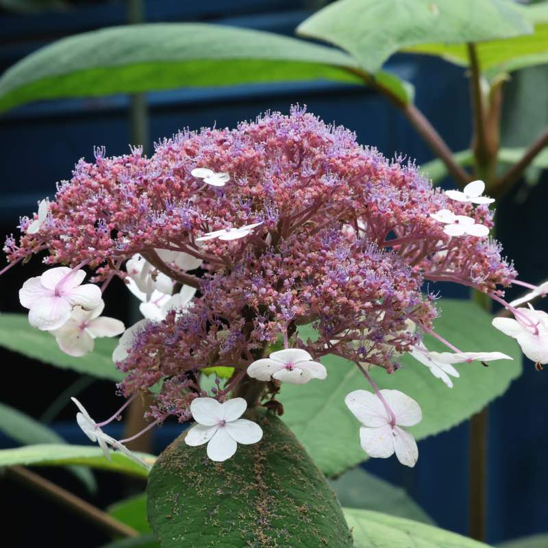 Hydrangea aspera Gold Rush 3lt | Swines Meadow Farm Nursery