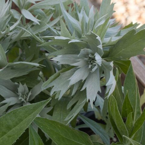 Artemisia ludoviciana ‘Valerie Finnis’ 1lt | Swines Meadow Farm Nursery