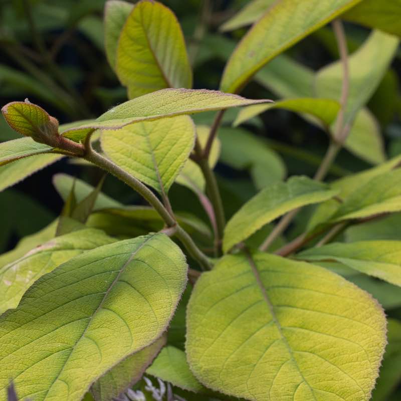 Hydrangea aspera Gold Rush 3lt | Swines Meadow Farm Nursery